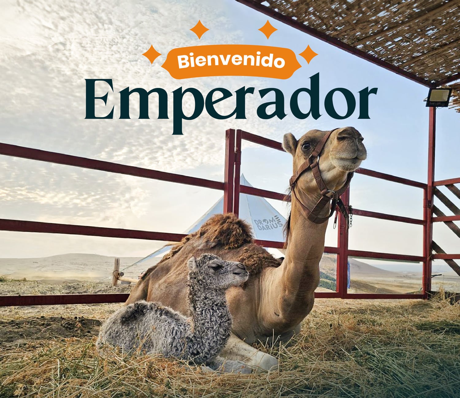 Híbrido de Dromedario y Camello Bactriano en Latinoamérica